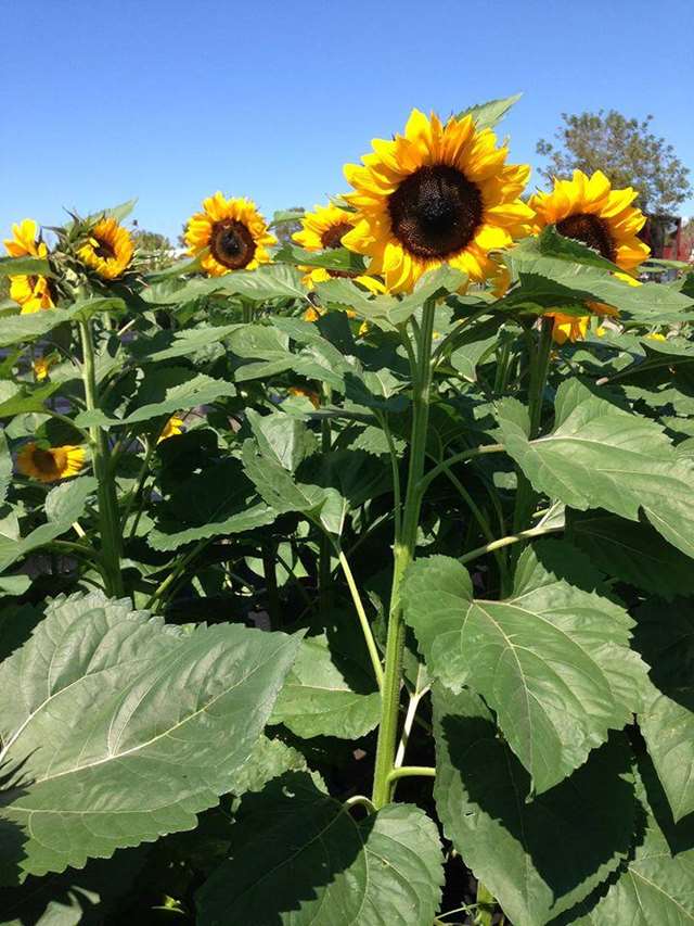 Bedner's Farm Fresh Market | PickYourOwn.farm Bedner's Farm Fresh Market | PickYourOwn.farm