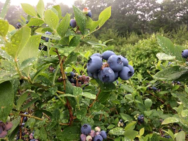 Blue Moon Berry Farm Pickyourownfarm